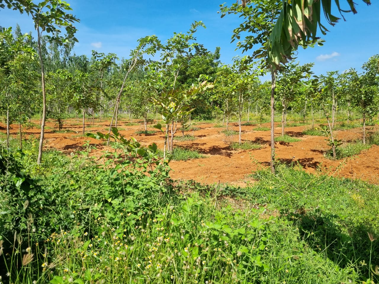 Vision’s Forest